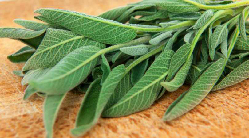 Como plantar sálvia | Blog Plantei